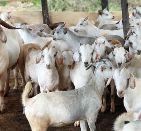 Top Goat Breeds For Meat Milk And Fiber Production Livestopedia