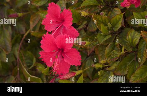 Hibiscus Hedge Stock Videos And Footage Hd And 4k Video Clips Alamy
