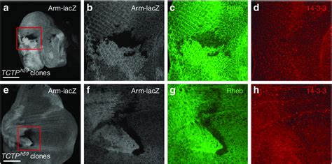 Effects Of Tctp Mutation On Rheb And 14 3 3s A D Clones Of Tctp