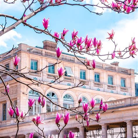 Alexandra Dersidan On Instagram The Beautiful Magnolias At Palais
