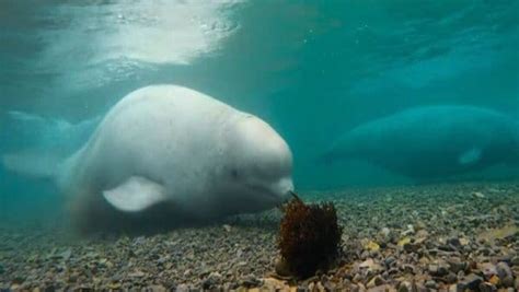 Our Oceans Ott Release Barack Obamas Nature Show Streaming On Netflix