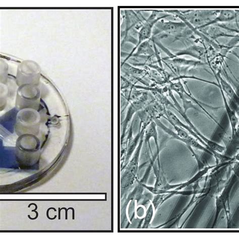 Cell Based Biosensor A All Polymer Microdevice With Two Functional Download Scientific