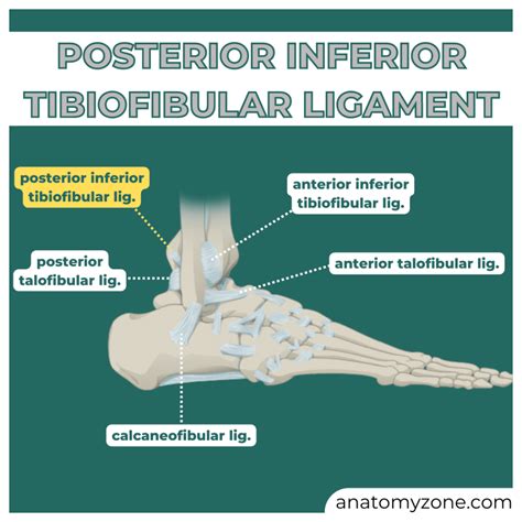 Distal Tibiofibular Joint