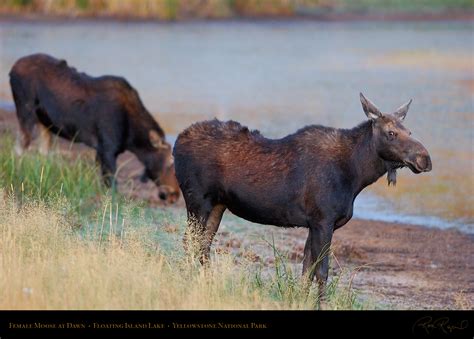 Moose Of Yellowstone National Park