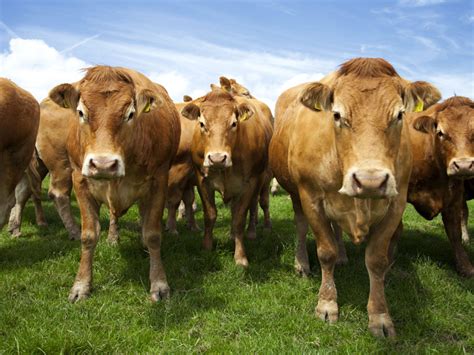 Grass Staggers Hypomagnesemia Daleside Vets