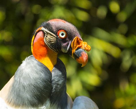 Cóndor Andino Y Jotes Los Buitres De Argentina Que Son Fundamentales