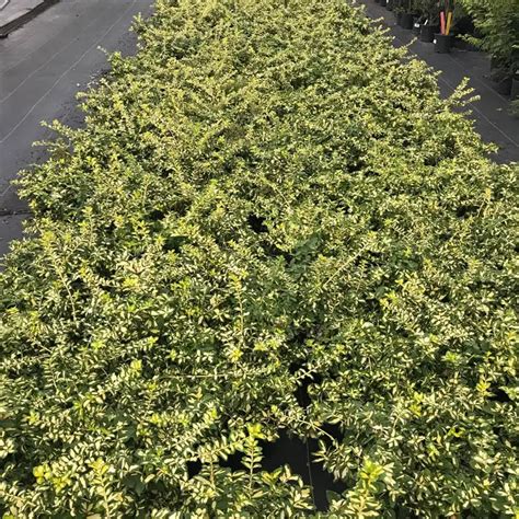 Moonshadow Euonymus Gurneys Seed And Nursery Co