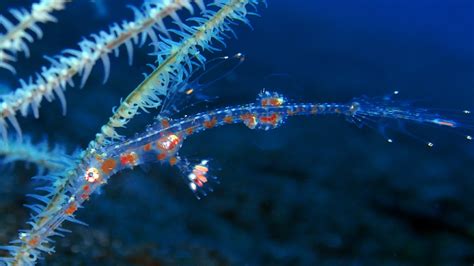 Ornate Ghost Pipefish · Local Dive Thailand