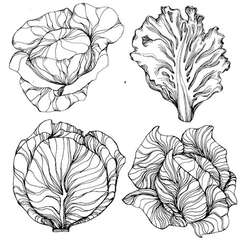 Premium Vector Cabbage Hand Drawing Sketch Illustration