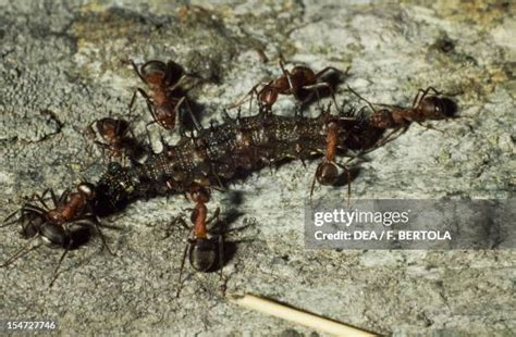 Horse Ants Photos And Premium High Res Pictures Getty Images