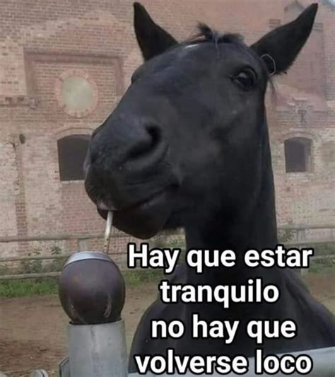 Pin De Ezequiel Davalos En Pa Stickers Xd Imágenes Divertidas Memes