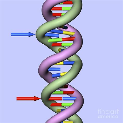 Dna Mutation Animation