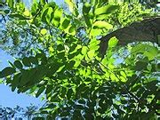 Categoryrobinia Pseudoacacia Leaves Wikimedia Commons