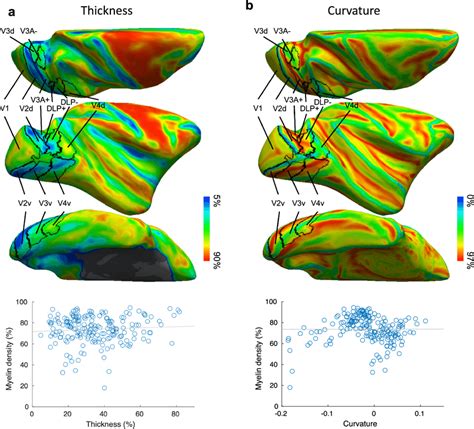 Cortical Thickness And Folding Pattern Variations Across Download