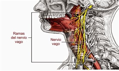 Nervio Vago ¿cómo Estimular Nuestra Válvula De Escape Emocional