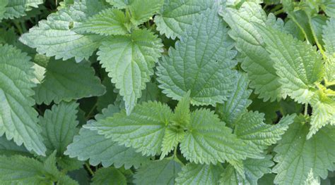 Isırgan Otu Sedef Hastalığına İyi Gelir Mi Tozlu Mikrofon