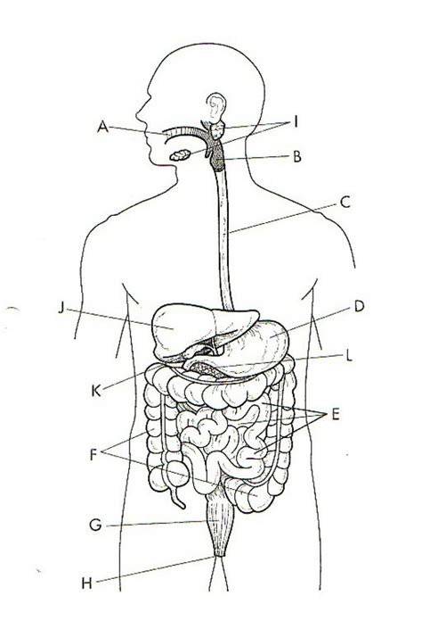 Digestive System Diagram Quizlet Digestive System Diagram Quizlet