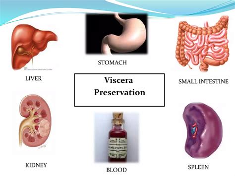 Preservation Of Viscera Pptx