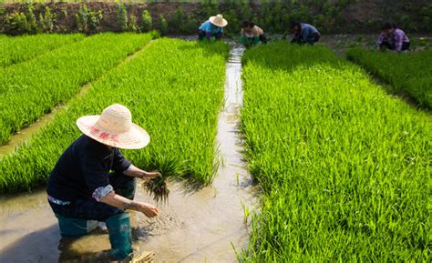 秧马图片素材 秧马设计素材 秧马摄影作品 秧马源文件下载 秧马图片素材下载 秧马背景素材 秧马模板下载 搜索中心