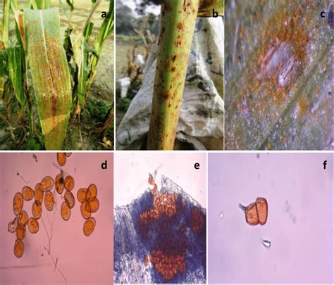 Symptoms Uredospores And Teliospores Of Southern Corn Rust A