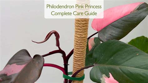 Moss Identification Guide Learn To Identify Common Moss Types