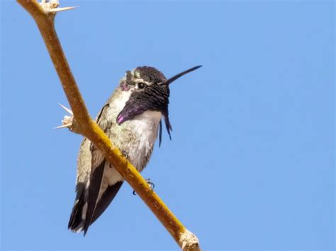Calypte Costae Costas Hummingbird Arizona Wildlife Conservation