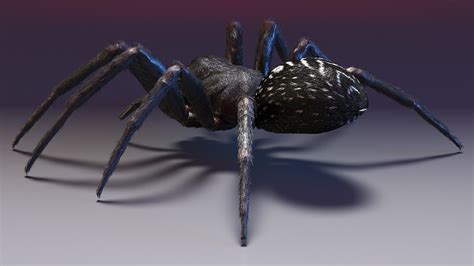 3d Model Black House Spider Fur Base Pose Turbosquid 2156930