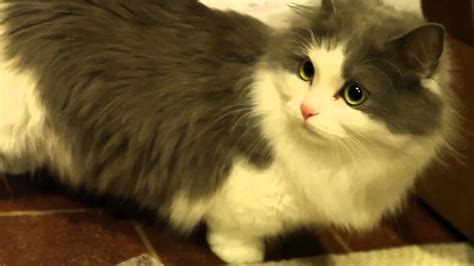 Mochi Game Grumps Wiki Fandom