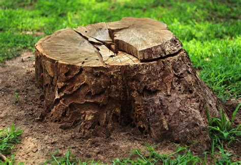 Tree Stump Removal Costs Milones Tree Solutions