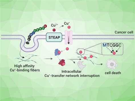 Tumor Cells Suffer Copper Withdrawal Chemistryviews