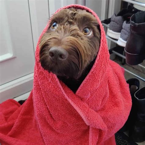 What Is The Best Shampoo For Cockapoo The 3 Best Oodle Life
