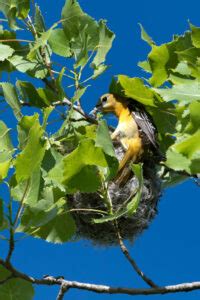 Meet The Baltimore Oriole Photos And Facts