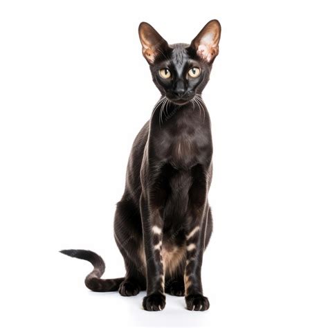 Premium Photo Oriental Black Cat Traditional Vietnamese Style With