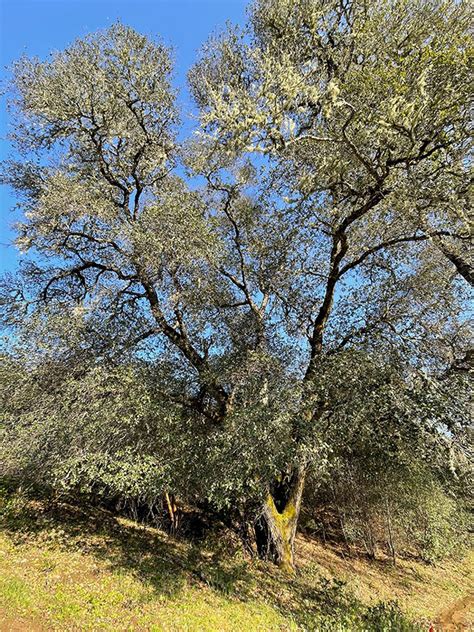 Selectree A Tree Selection Guide