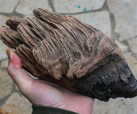 Parana Pine The Wood Database Softwood