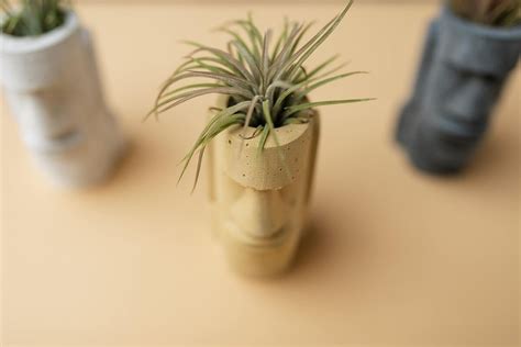 Plantas Que No Necesitan Tierra Guía Definitiva Y Mejores Ideas