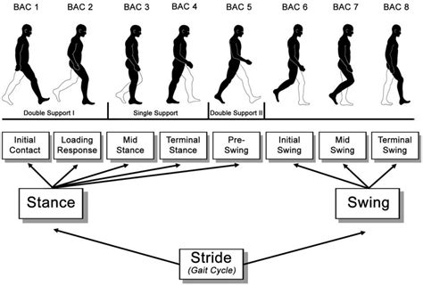 What Is Walking Gait Analysis At Sebastian Bardon Blog