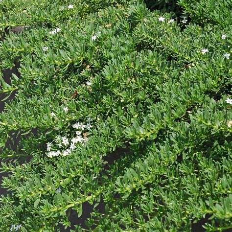 Myoporum Parvifolium
