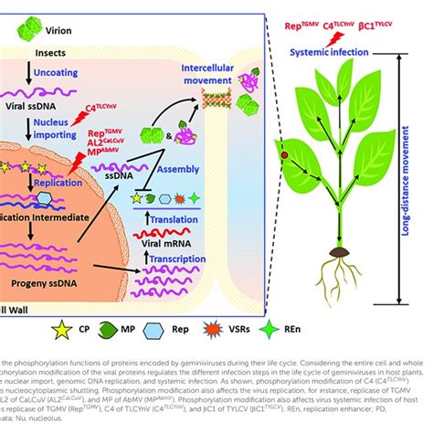 Phosphorylation Modifications Of Plant Virus Proteins Download Scientific Diagram