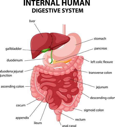 Diagram Showing Internal Human Digestive System Human Digestive