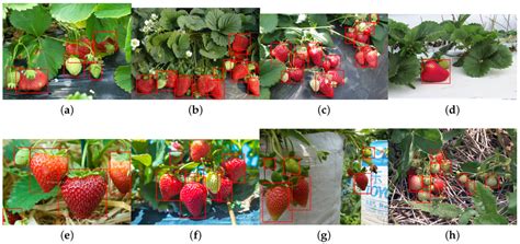 Deepfruits A Fruit Detection System Using Deep Neural Networks
