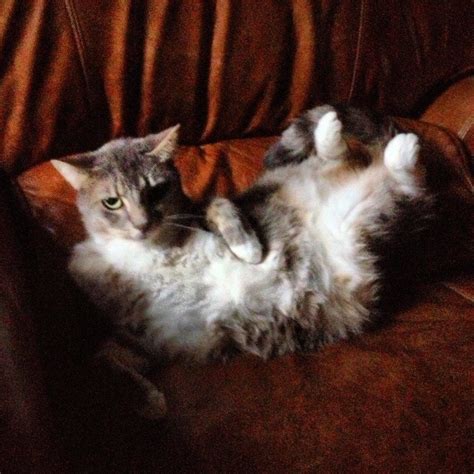 My Cat Constantly Tries To Seduce Me R Pics