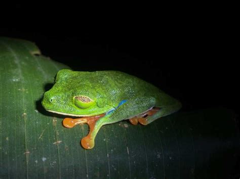 Black Eyed Tree Frog Poisonous Or Harmless Vital Frog