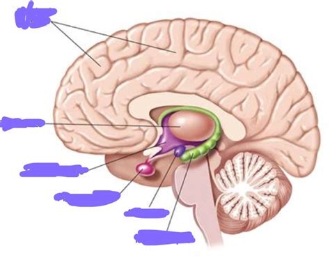 The Forebrain Subcortical Structures Diagram Quizlet