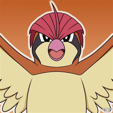 Pidgeotto Pokemon Creatures By Retratosanime On Deviantart