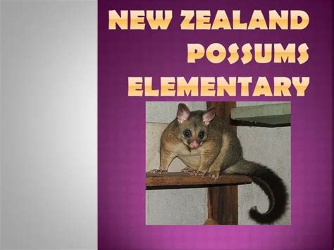 Ppt Essential Facts About New Zealands Bushy Tailed Possum Powerpoint Presentation Id5232422