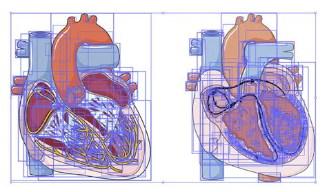 Heart Conduction Vector