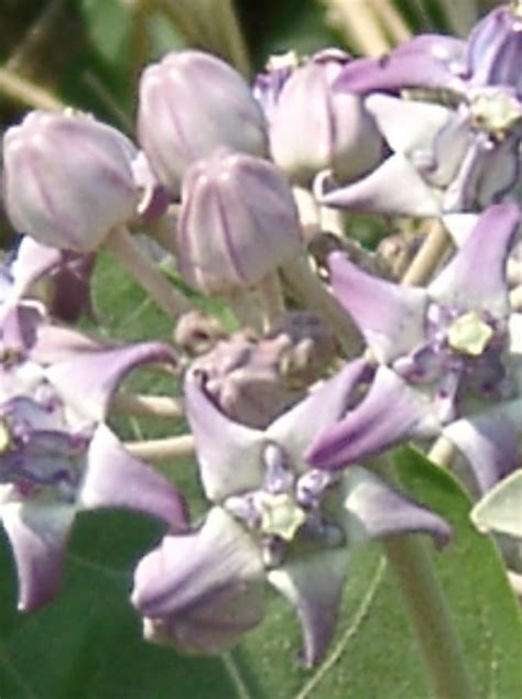 Swallow Wart Flower 15 Ml Aum Himalaya