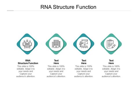 Rna Structure Function Ppt Powerpoint Presentation Portfolio Rules Cpb Presentation Graphics