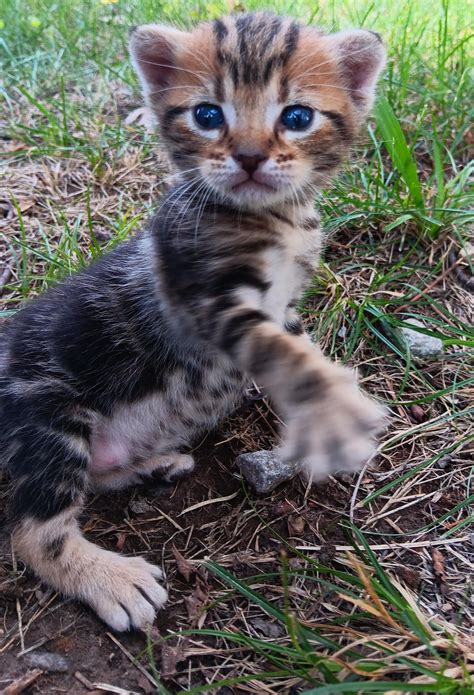 My New Kitten R Kitten